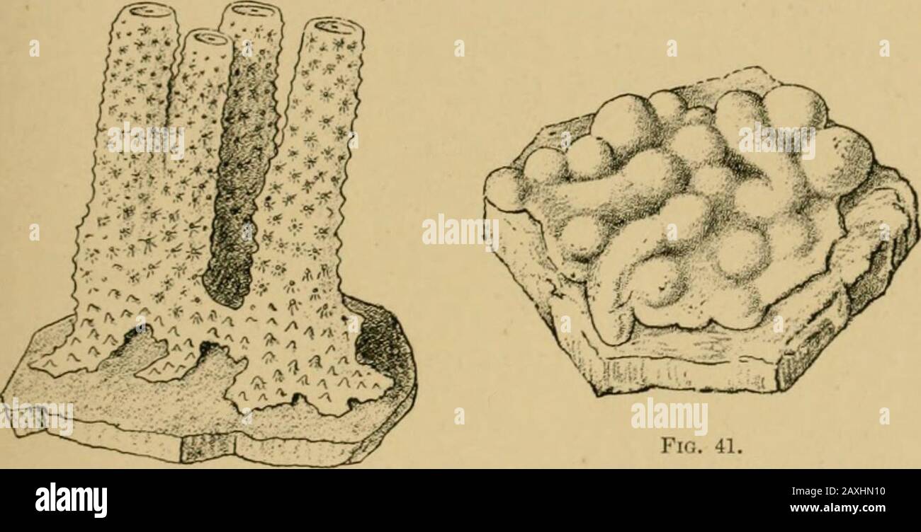 Keratosa hi-res stock photography and images - Alamy