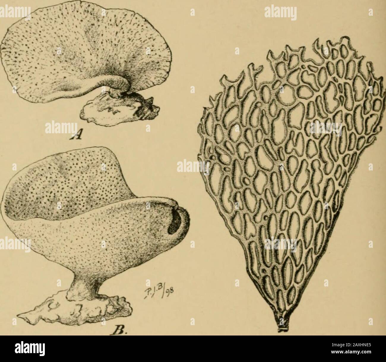 The porifera and coelentera . hestruggle for existence. Hence the ...