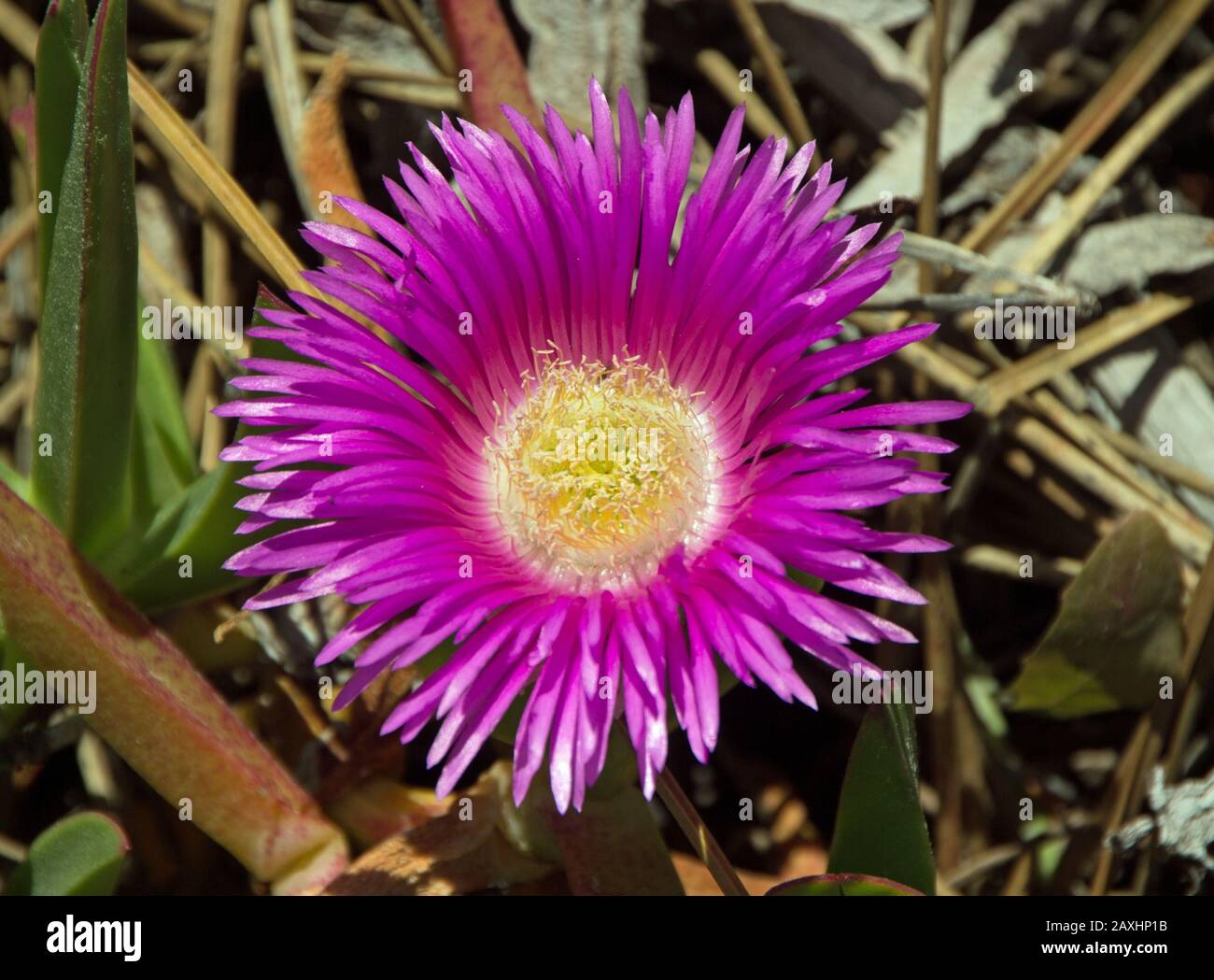 Karkalla flower hi-res stock photography and images - Alamy