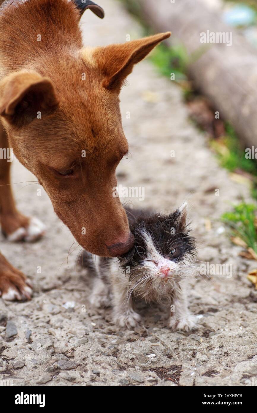 A little homeless sick kitten met a friend's dog. A dog saves an ...
