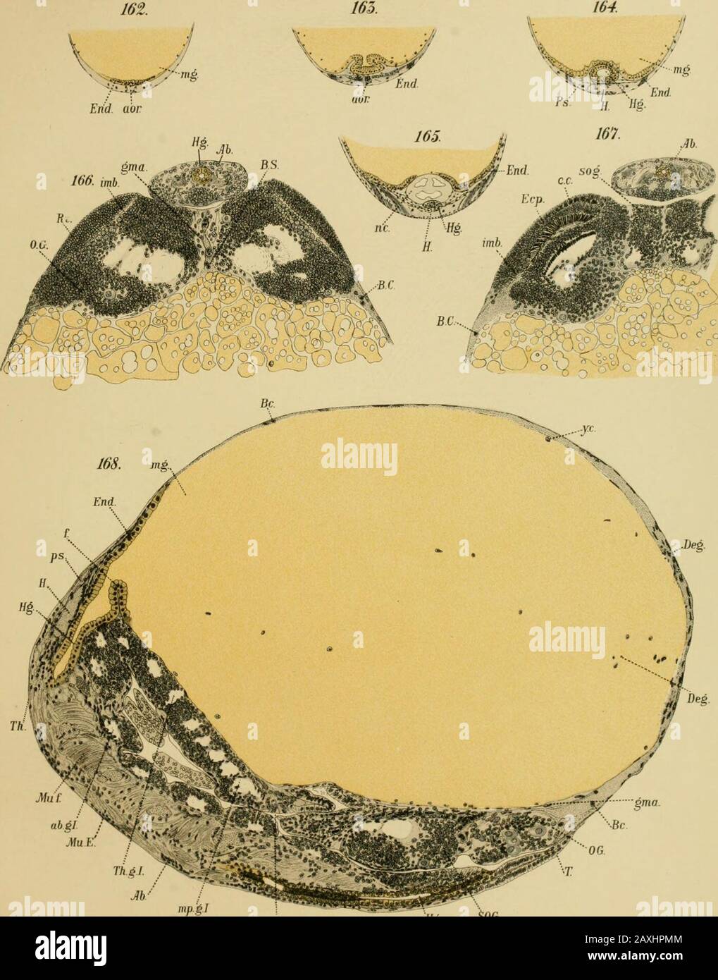 The embryology and metamorphosis of the Macroura . e endoderm. x57.Figs ...