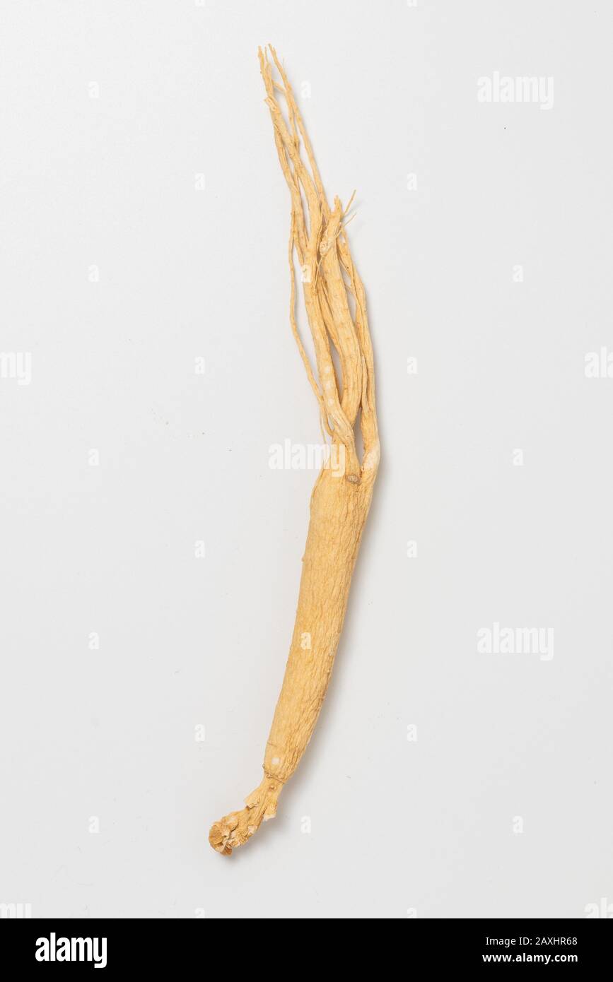 Natural Chinese Ginseng on white background Stock Photo - Alamy