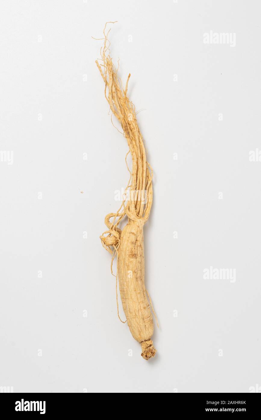 Natural Chinese Ginseng on white background Stock Photo - Alamy