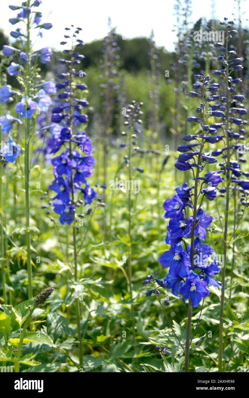 Blue delphiniums hi-res stock photography and images - Alamy