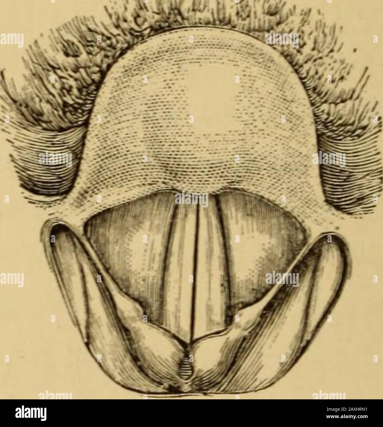 Diseases of the throat and nasal passages; a guide to the diagnosis and ...