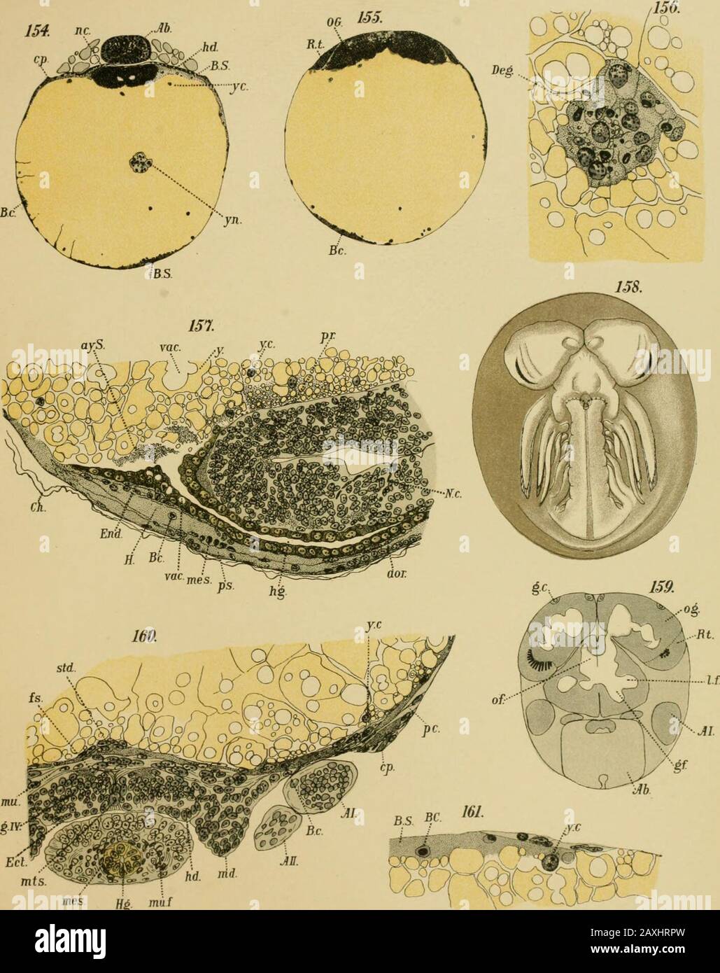 The embryology and metamorphosis of the Macroura . f similar embryo on ...
