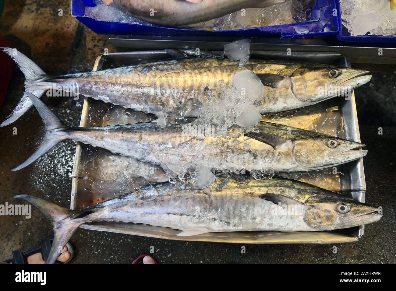 Fresh barracuda fish market hi-res stock photography and images - Alamy
