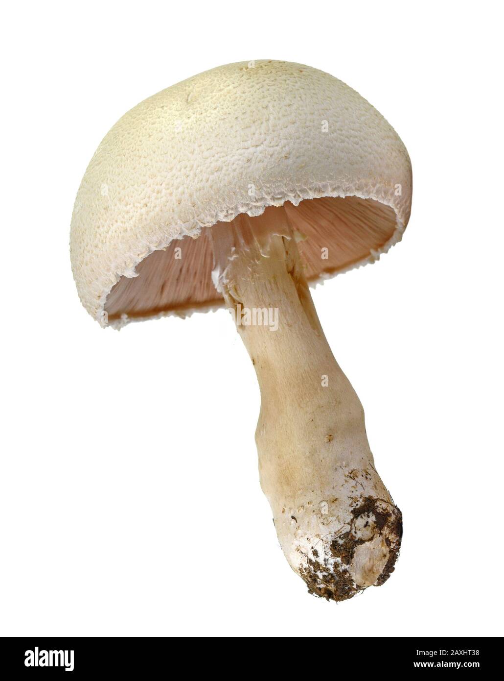 Agaricus Arvensis