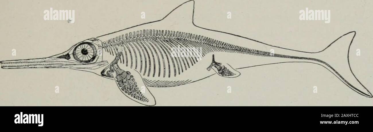 Ichthyosaurus skeleton hi-res stock photography and images - Alamy