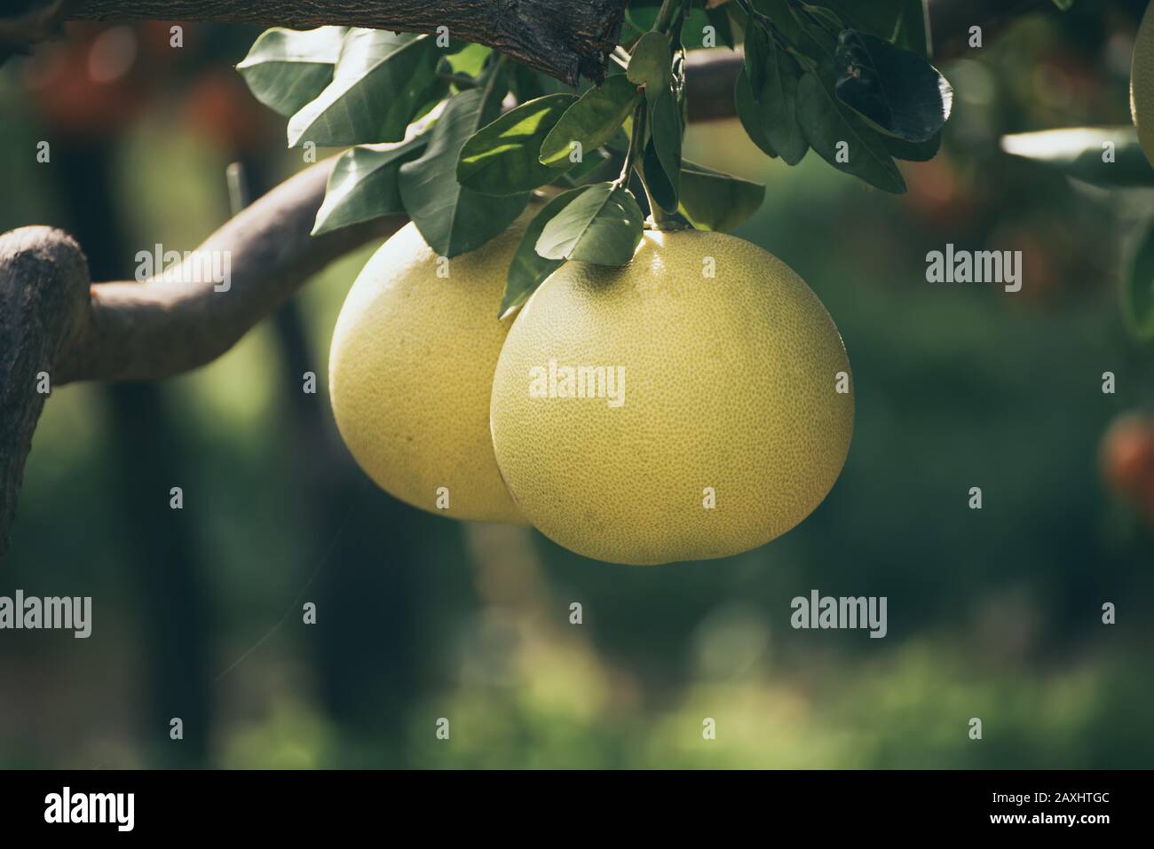Ripe pomelo fruits hang on the trees in the citrus garden. Harvest of ...