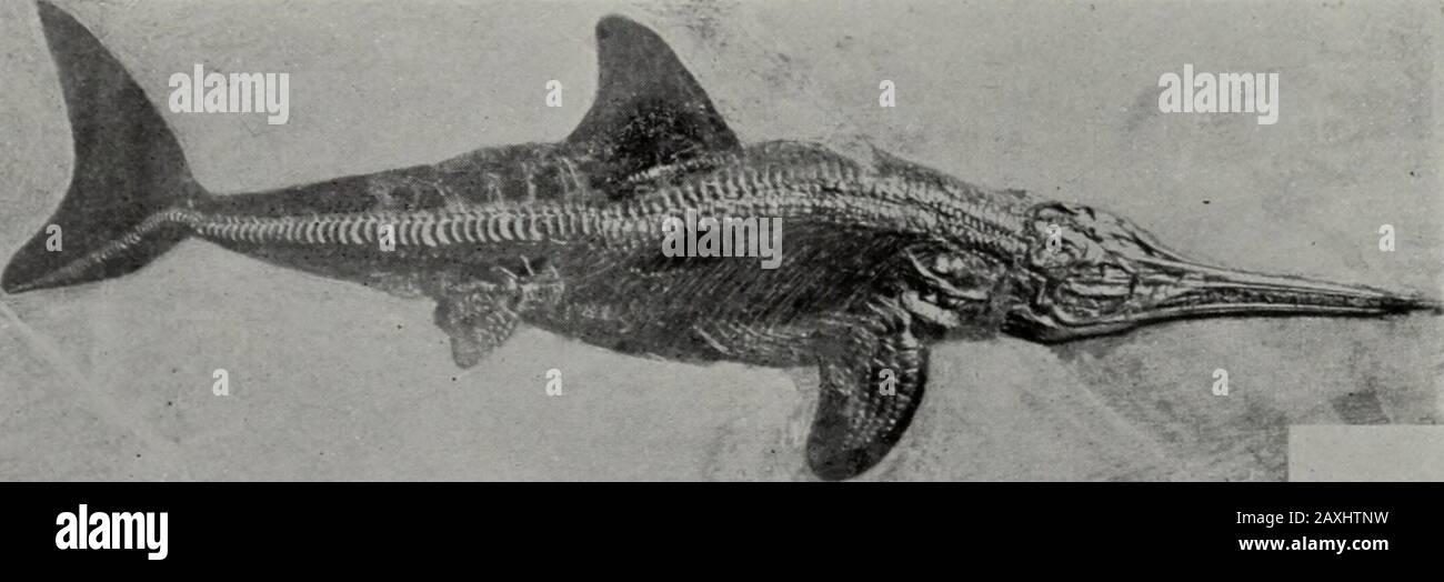 Geology . Fig. 364.—A Jurassic ccelacanth, Undina