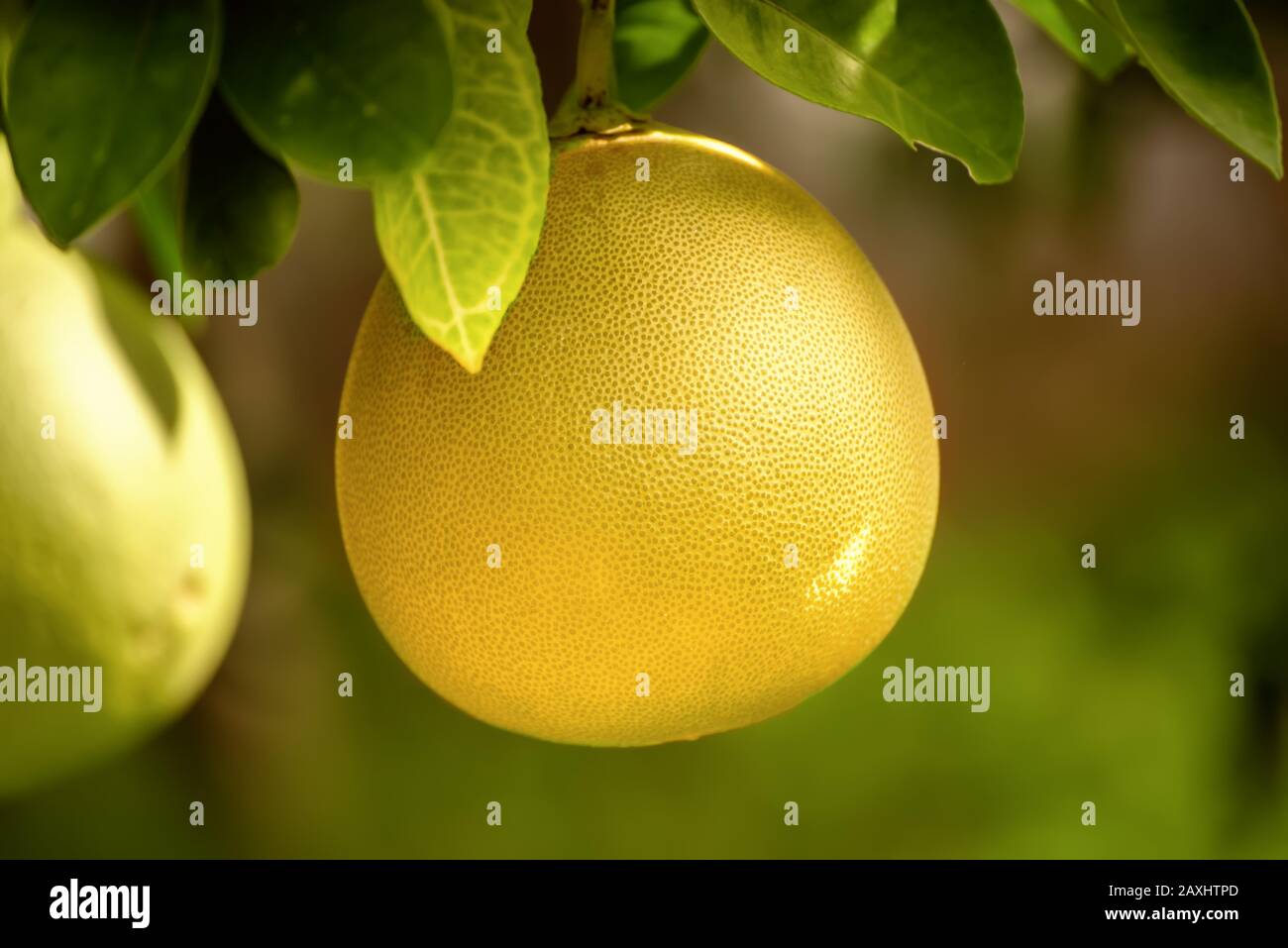 Ripe pomelo fruits hang on the trees in the citrus garden. Harvest of ...