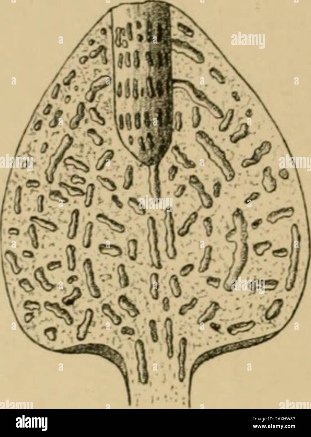 Leucosolenia Cross Section