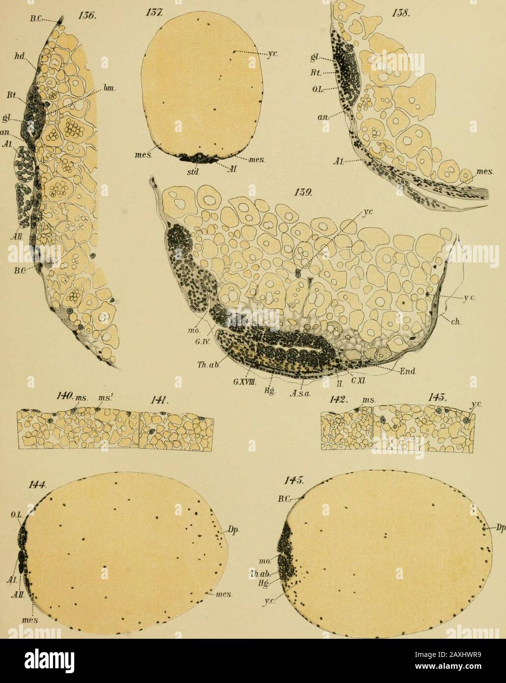The embryology and metamorphosis of the Macroura . plate {T)p.)—which ...