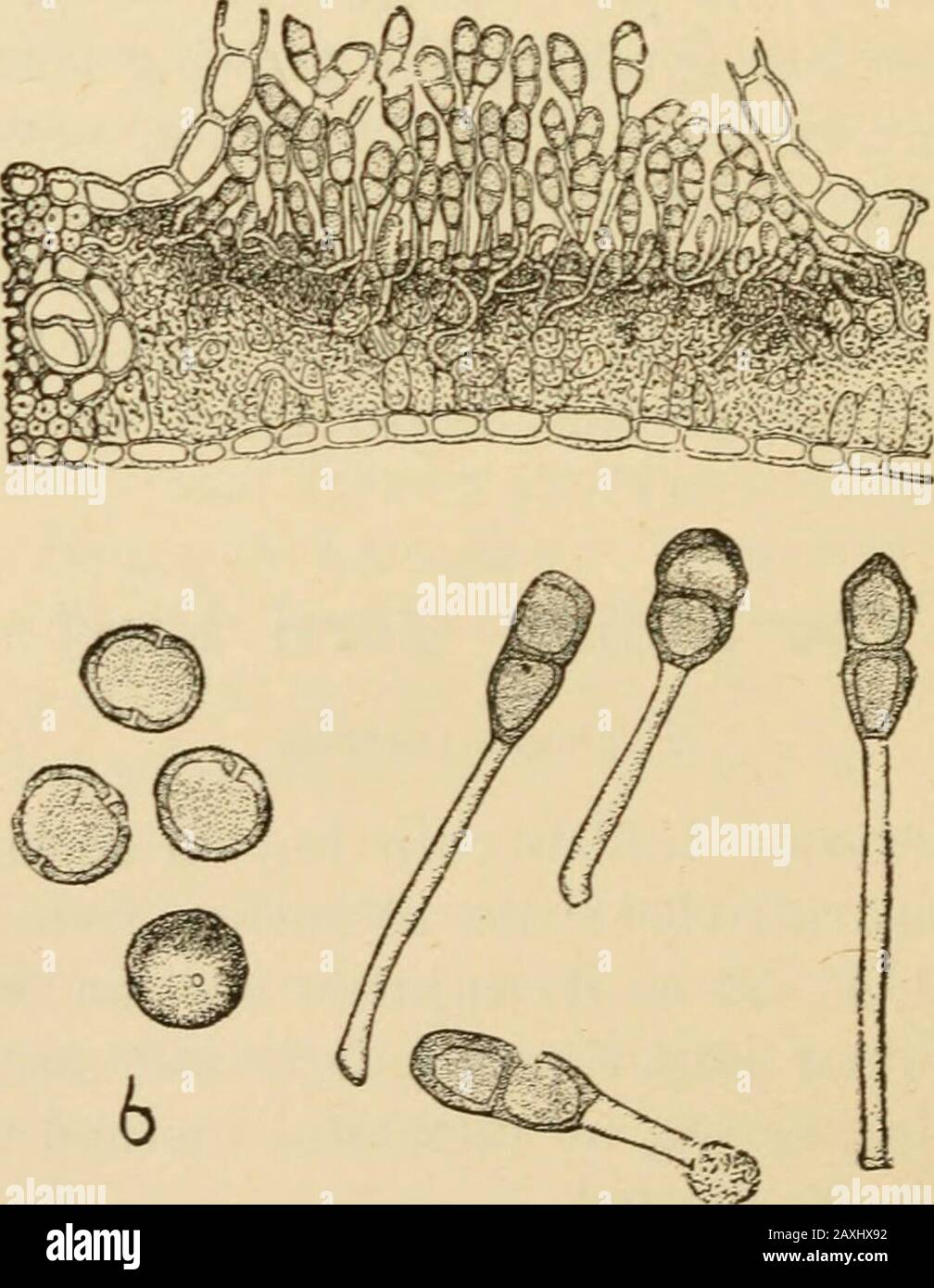 Fungi and fungicides; a practical manual, concerning the fungous ...