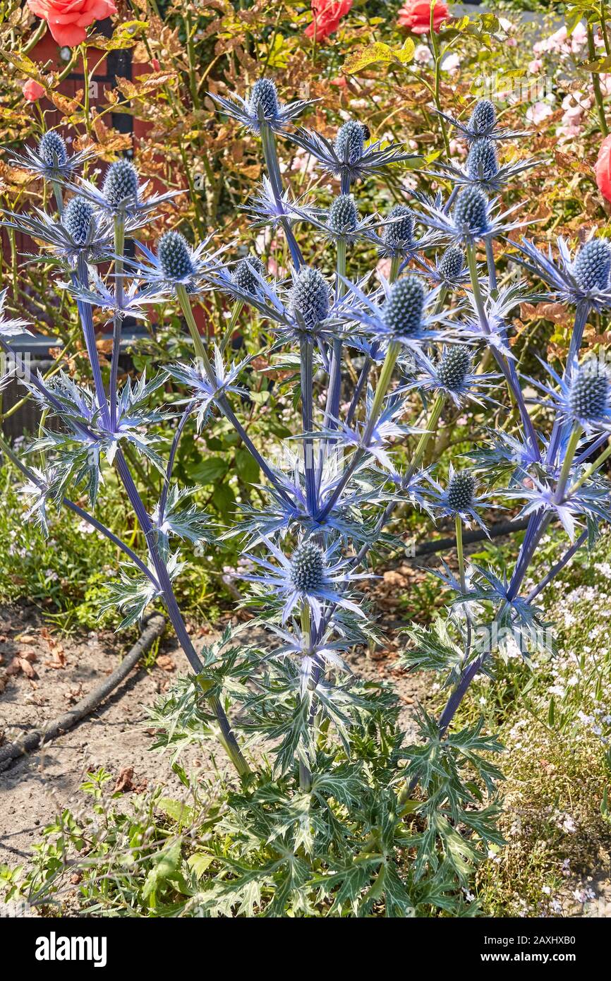 Vertical shot of sea holly plant growing in Boderne, Bornholm island ...