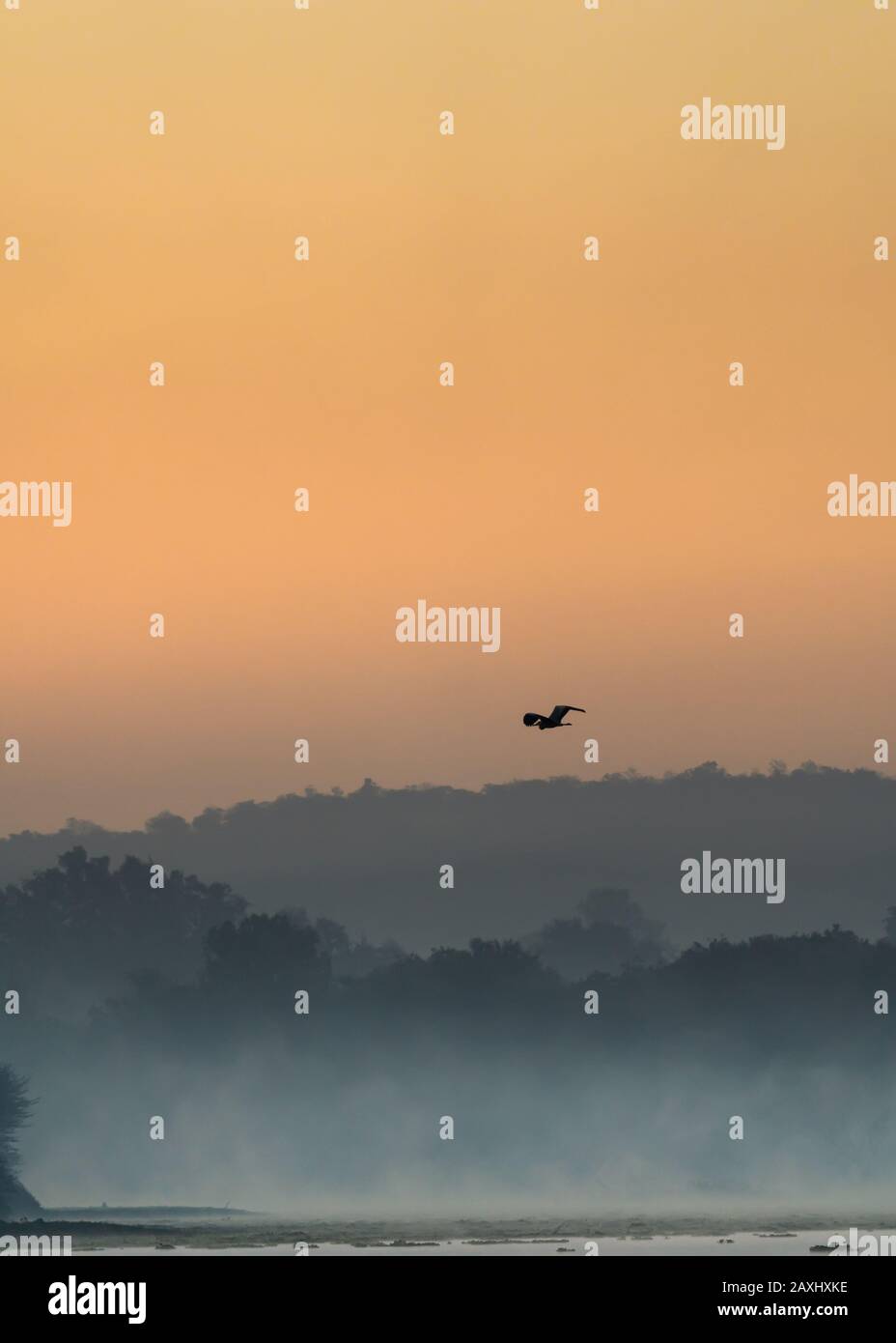 Vertical shot of a silhouette bird flying in the sky with a scenery of ...