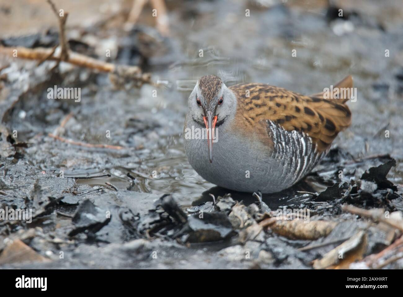Close up water rail hi-res stock photography and images - Alamy