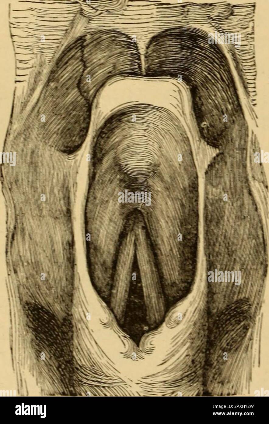 Diseases of the throat and nasal passages; a guide to the diagnosis and ...