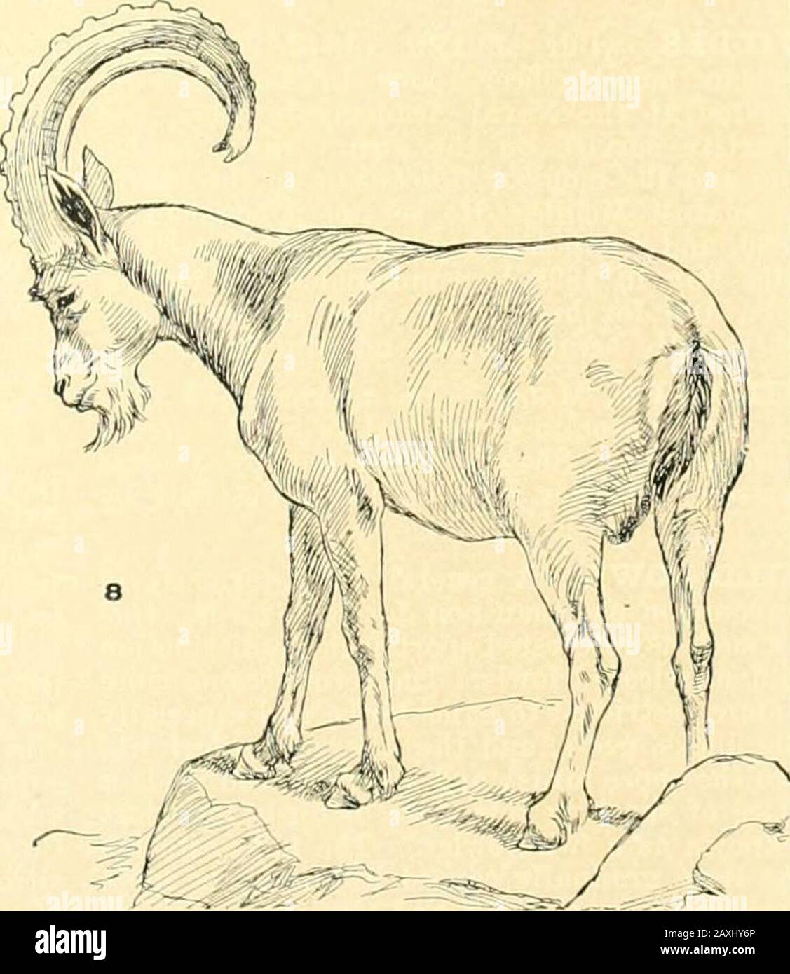The new international encyclopaedia . 1. WILD goat; PASANG (Capra ...