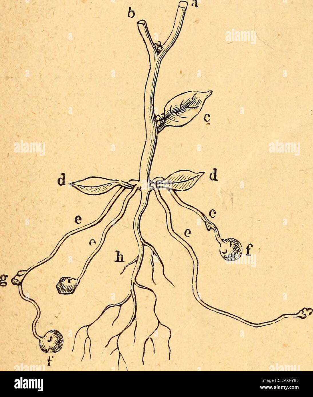Text-book of structural and physiological botany . 115.—Rhizome of ...