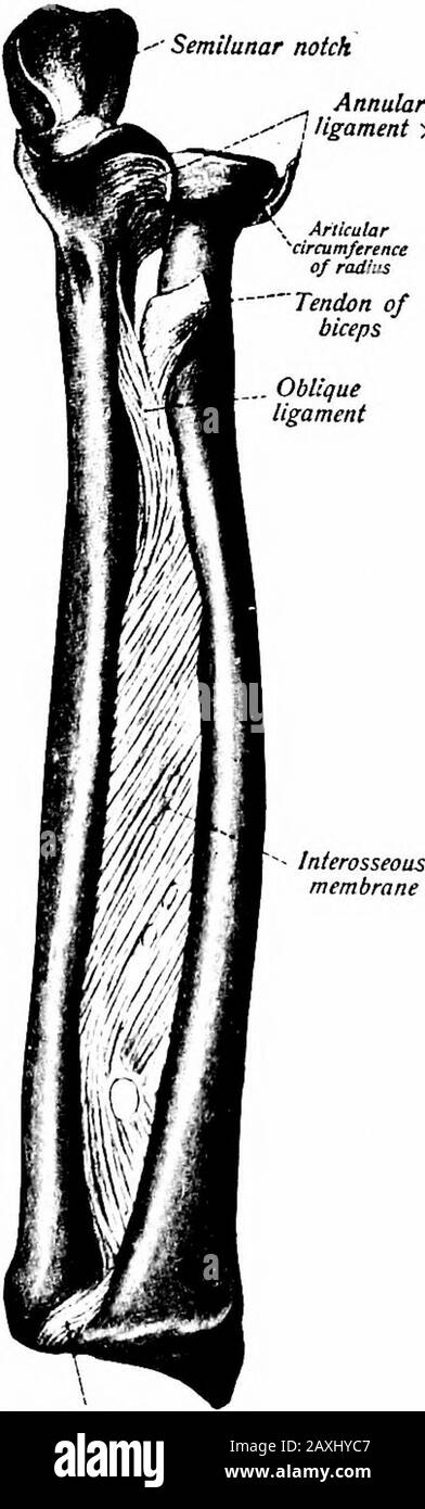 Interosseous Membrane