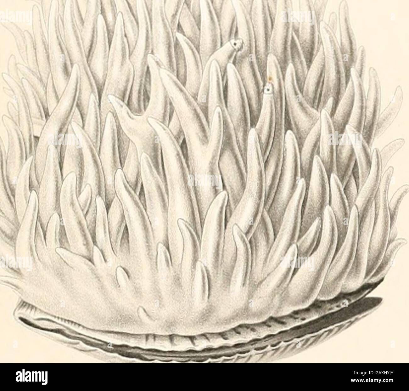 The Danish Ingolf-Expedition . tia sitiens O. S., attached to a. Pecten ...