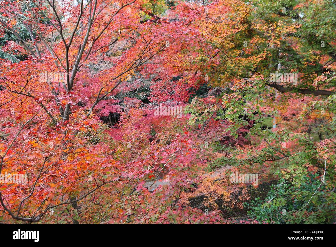 Autumn foliage in Japan. Red and orange momiji leaves (maple tree) in ...