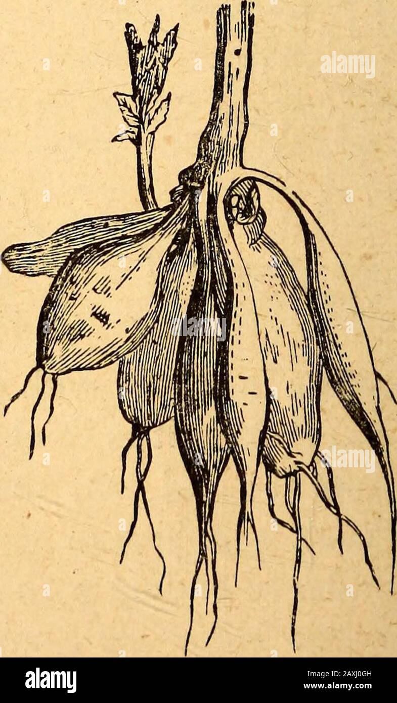 Fasciculated Roots Of Asparagus