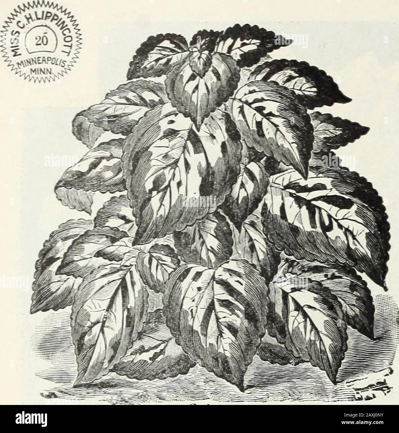 Coleus Plant Diagram
