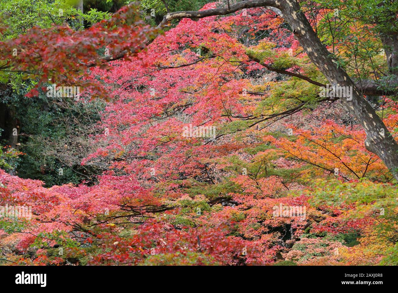Autumn foliage in Japan. Red and orange momiji leaves (maple tree) in Kyoto. Colorful Japan ...