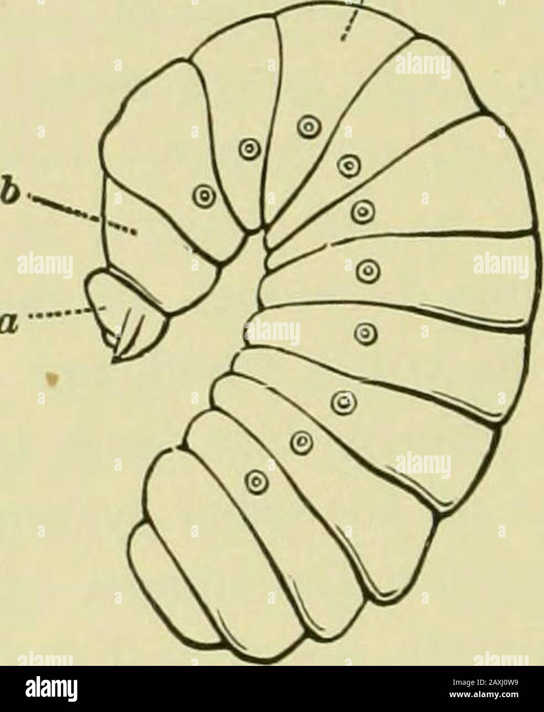 Trueflies hi-res stock photography and images - Alamy