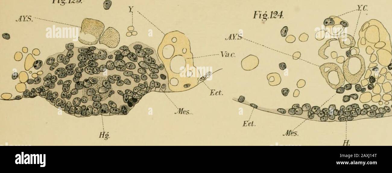 The embryology and metamorphosis of the Macroura . with Fig. 106. The ...