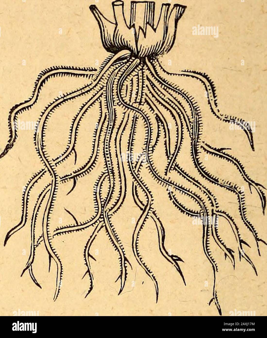 Text-book of structural and physiological botany . Fig. 104.—Diagram of ...