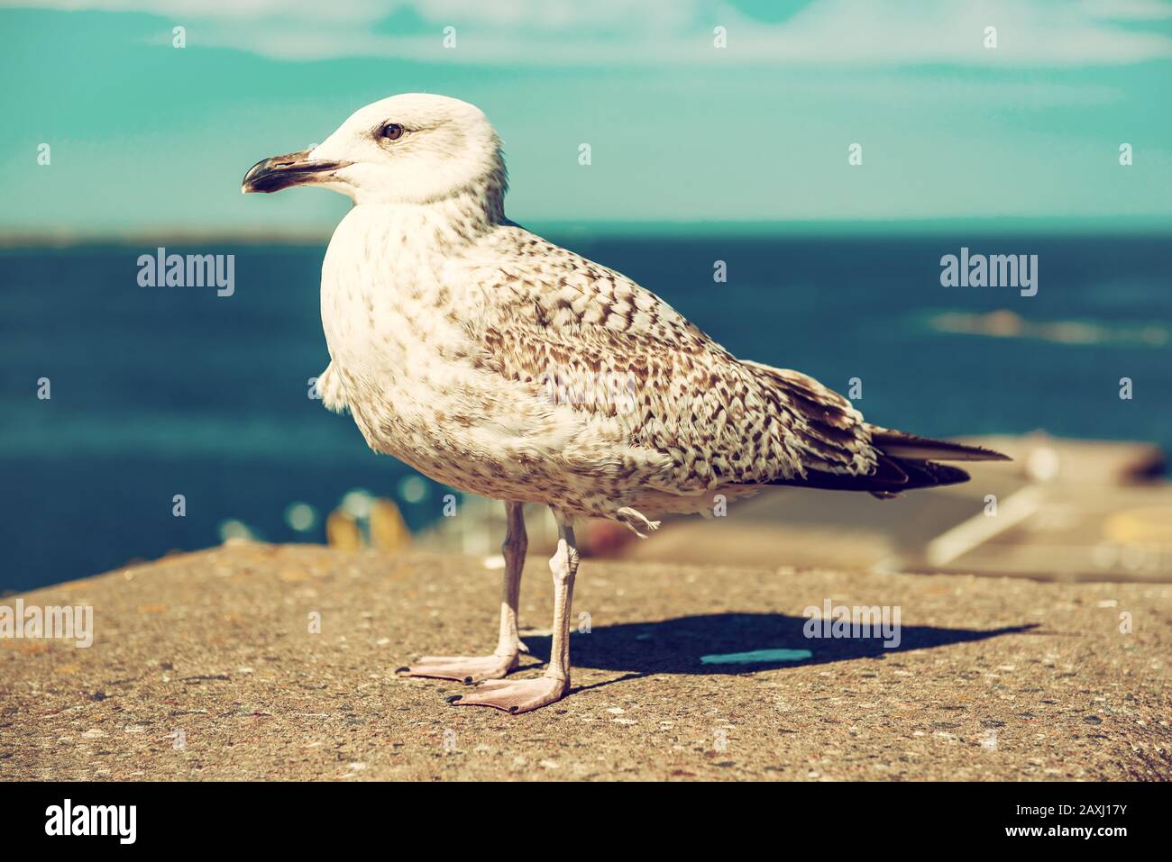 Single sea gull at the pier, natural animal background Stock Photo - Alamy
