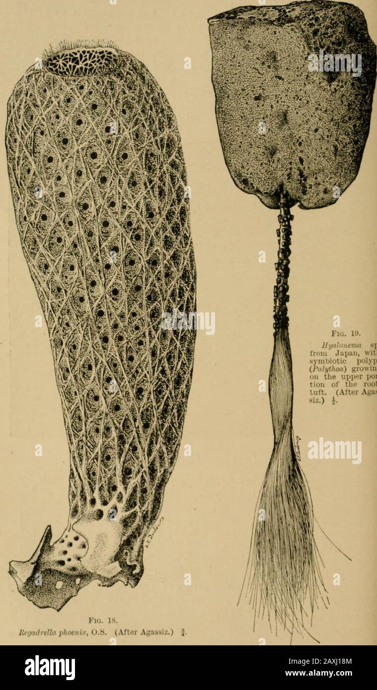 Setubalense hi-res stock photography and images - Alamy
