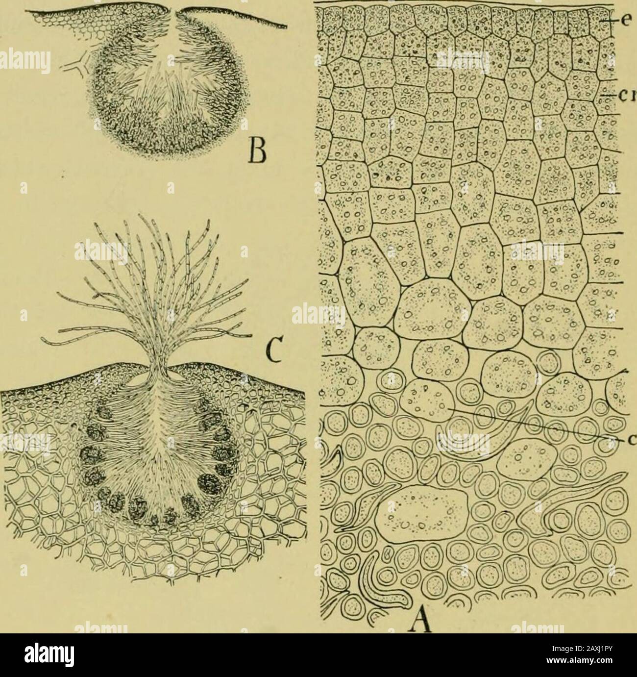 Nature and development of plants . Fig. 121. Two common forms of the ...