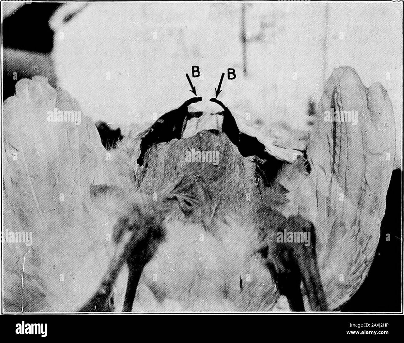 The call of the hen; or, The science of selecting and breeding poultry ...