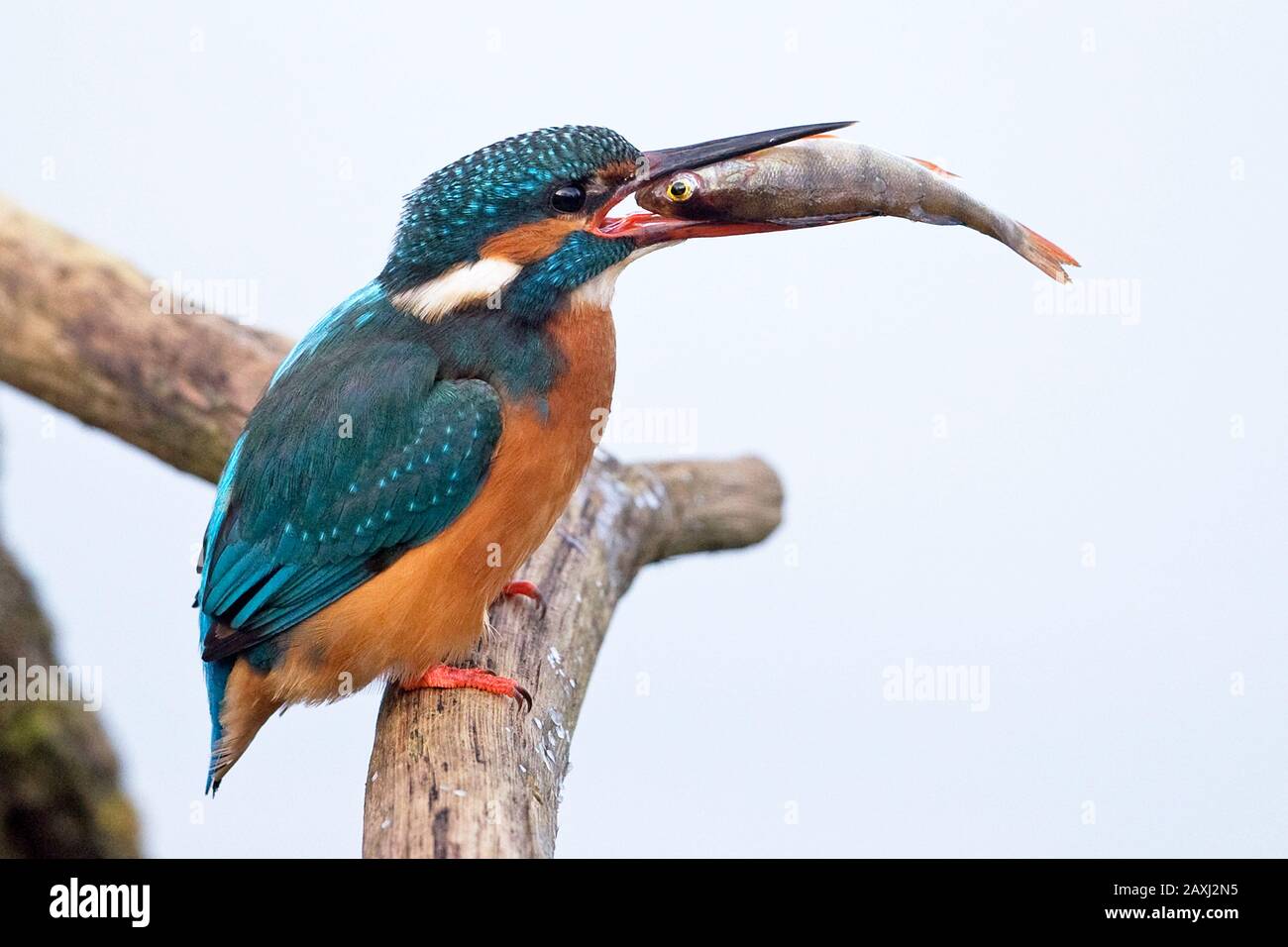 Common Kingfisher (Alcedo atthis Stock Photo - Alamy