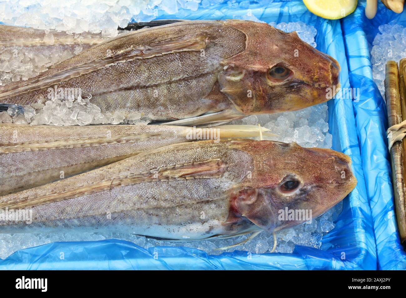 Tub gurnard - fresh fish shopping at a market place in Leeds, UK Stock ...