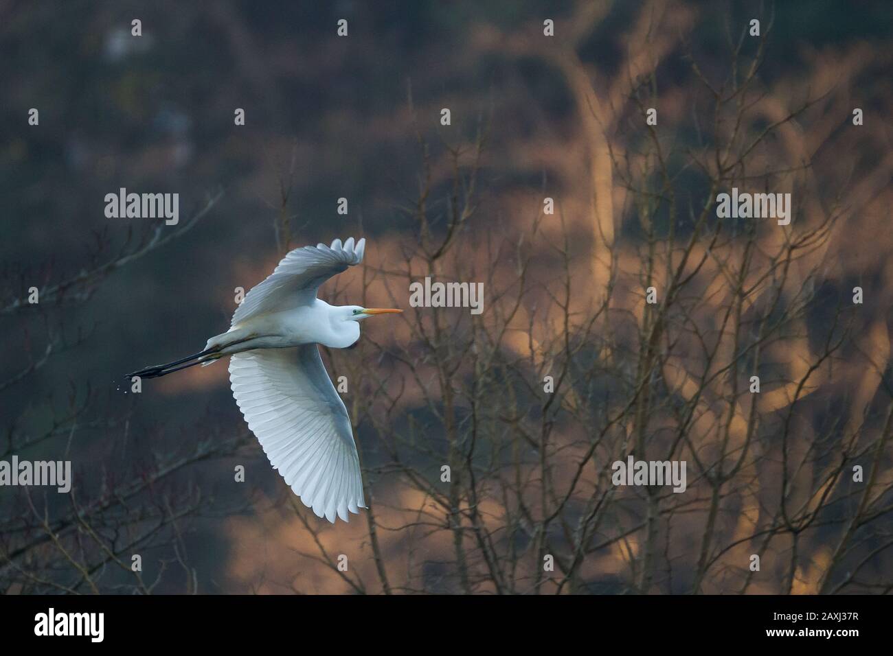 A Great Egret (Ardea alba) flying through winter trees in Izumi no Mori ...