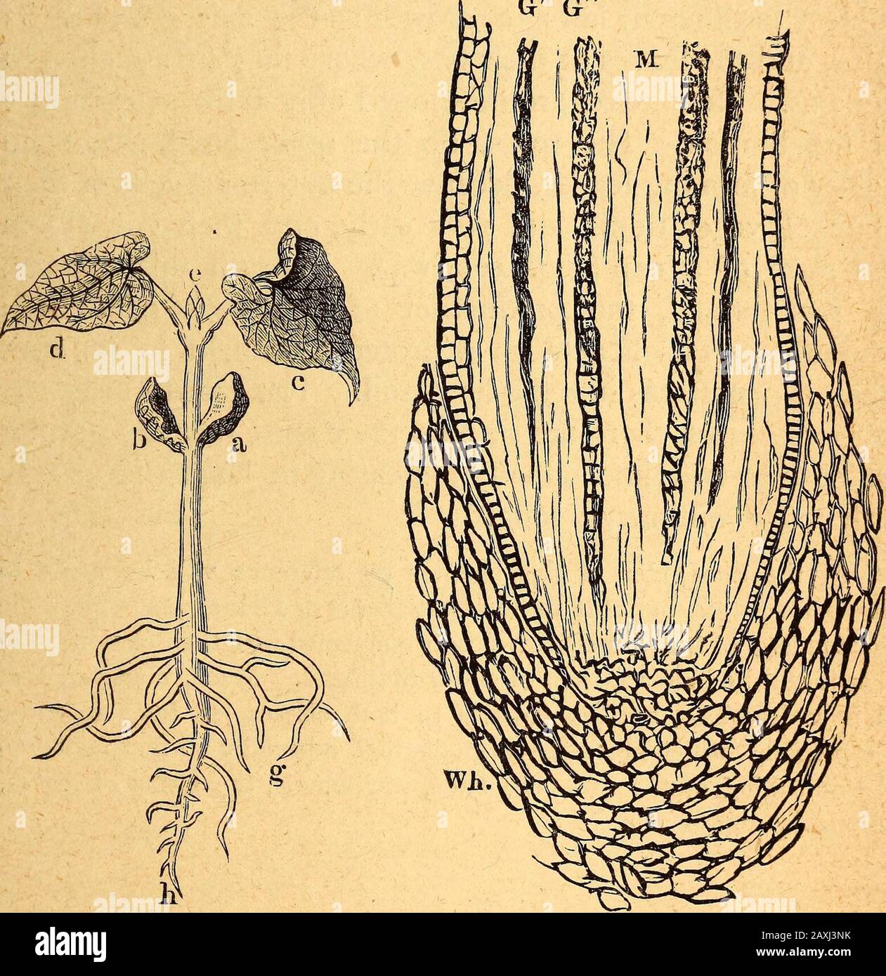 Different root structures hi-res stock photography and images - Alamy
