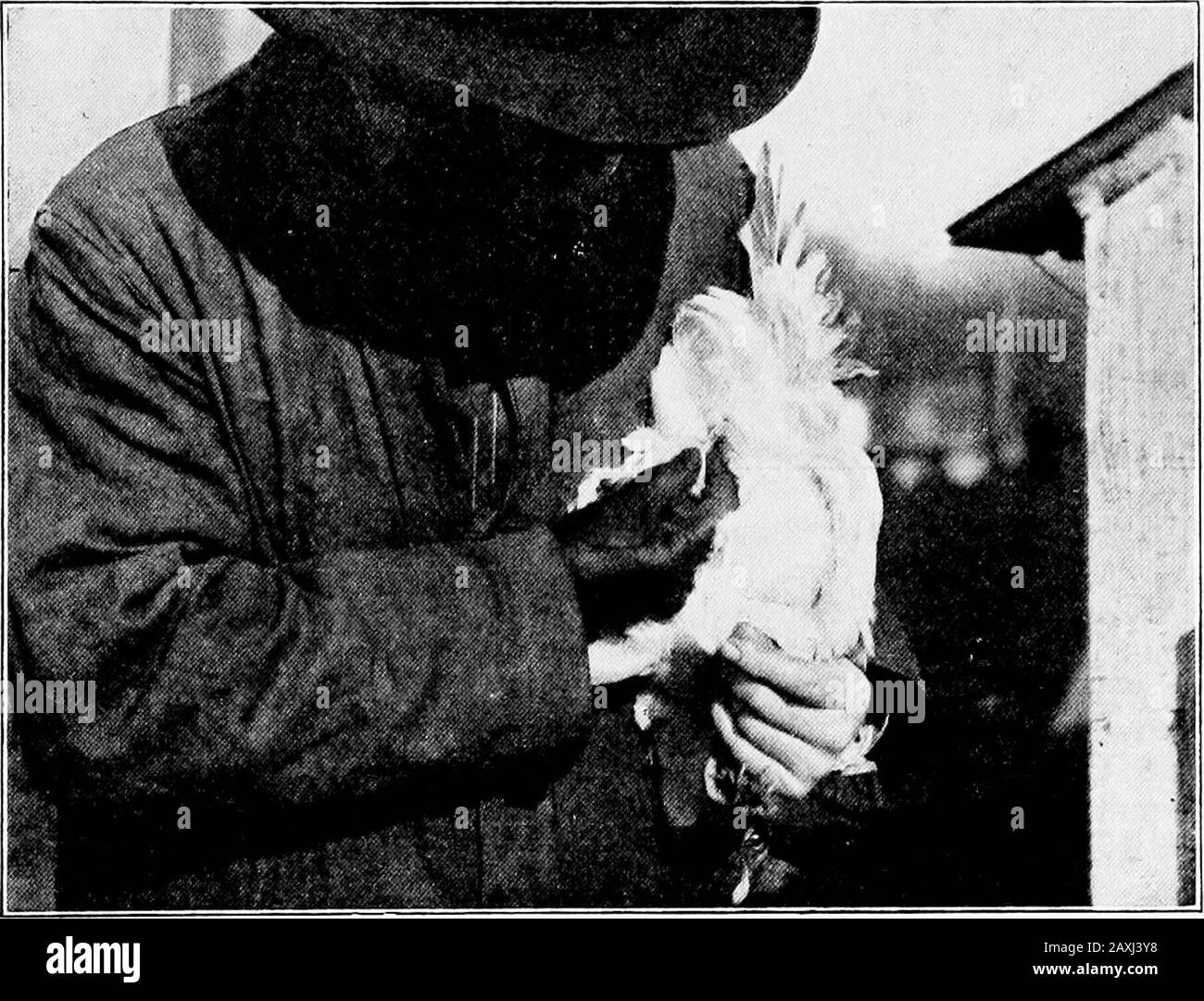 The call of the hen; or, The science of selecting and breeding poultry ...