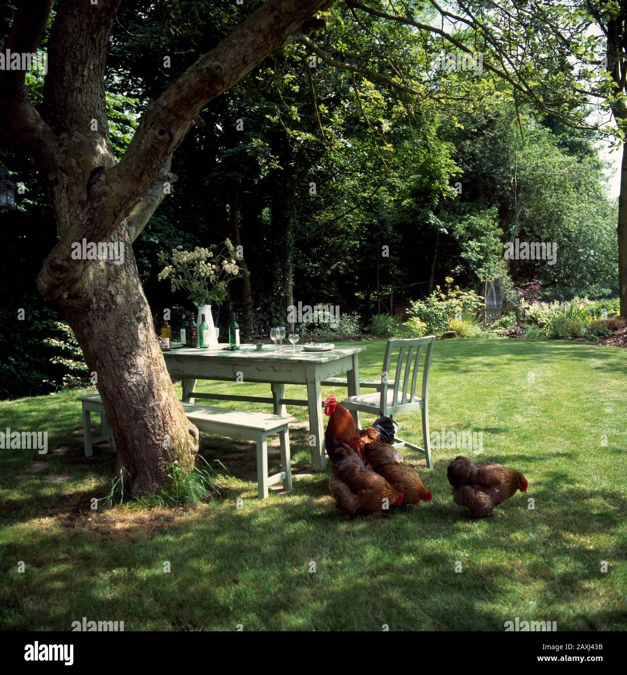 Chickens under tree by old table and chairs Stock Photo - Alamy