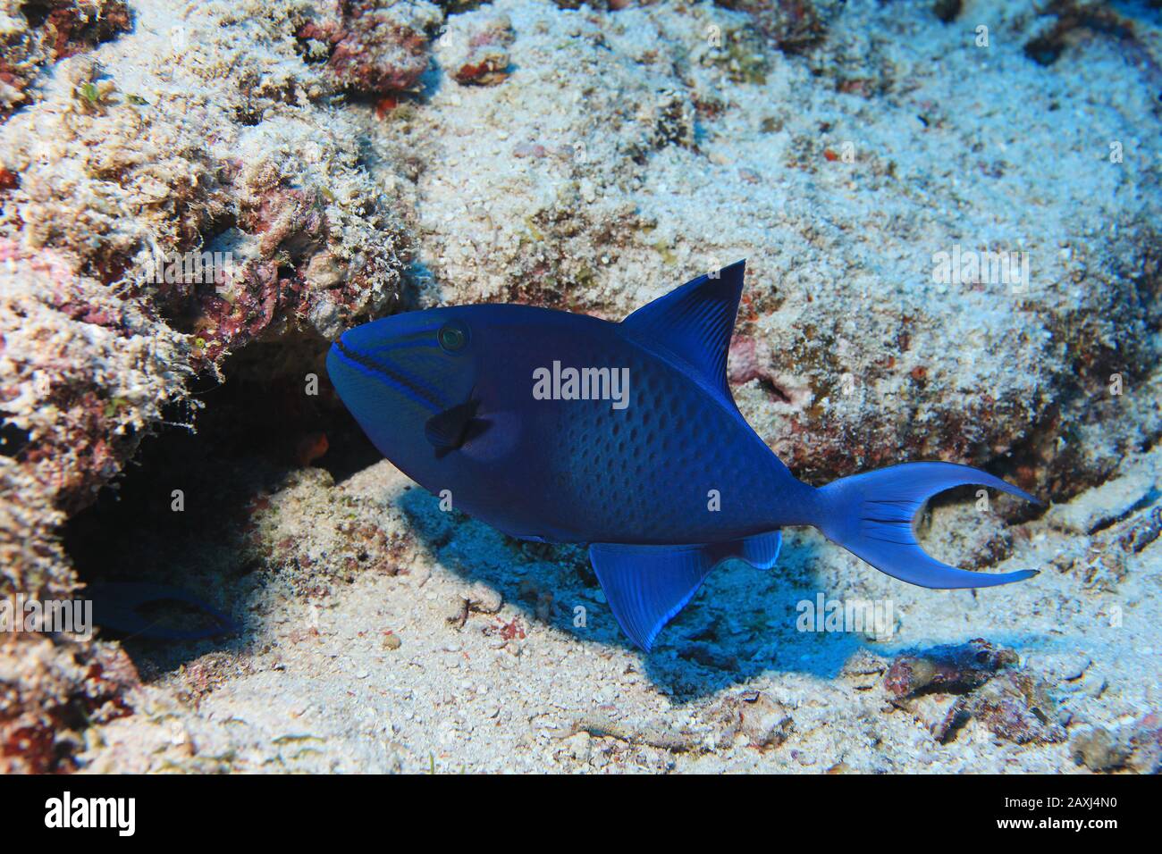 Red-toothed triggerfish (Odonus niger) underwater in the maldives Stock ...