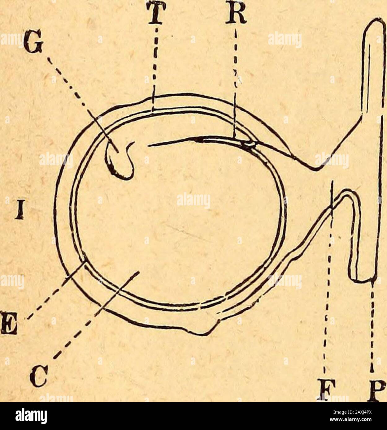 Thallophytes hi-res stock photography and images - Alamy