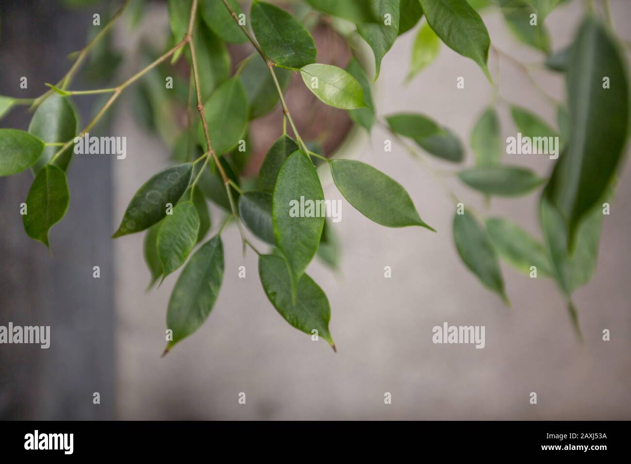 Living green tree with small leaves over blurred gray background Stock ...