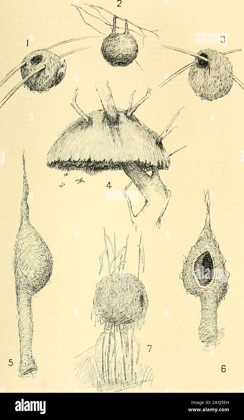 In the chen genus hi-res stock photography and images - Alamy