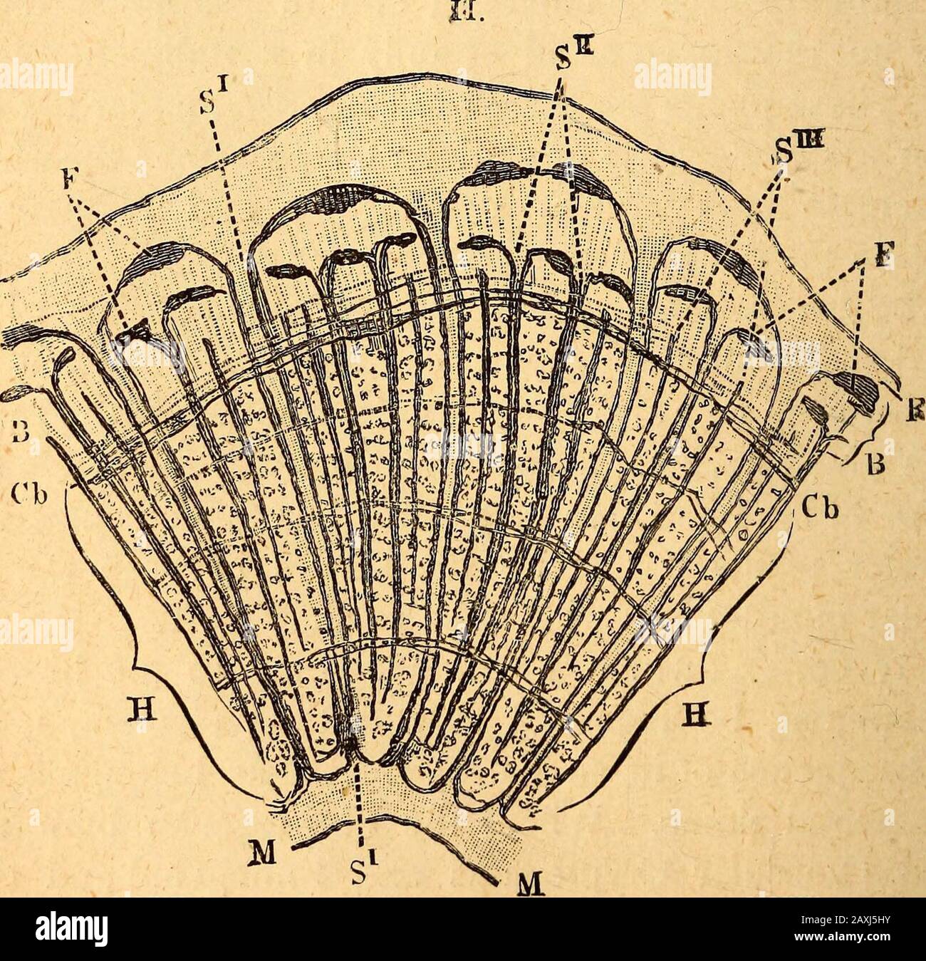 Bast fibres hi-res stock photography and images - Alamy