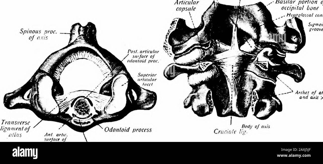 A manual of anatomy . ated in the vertebral canal and represents a ...